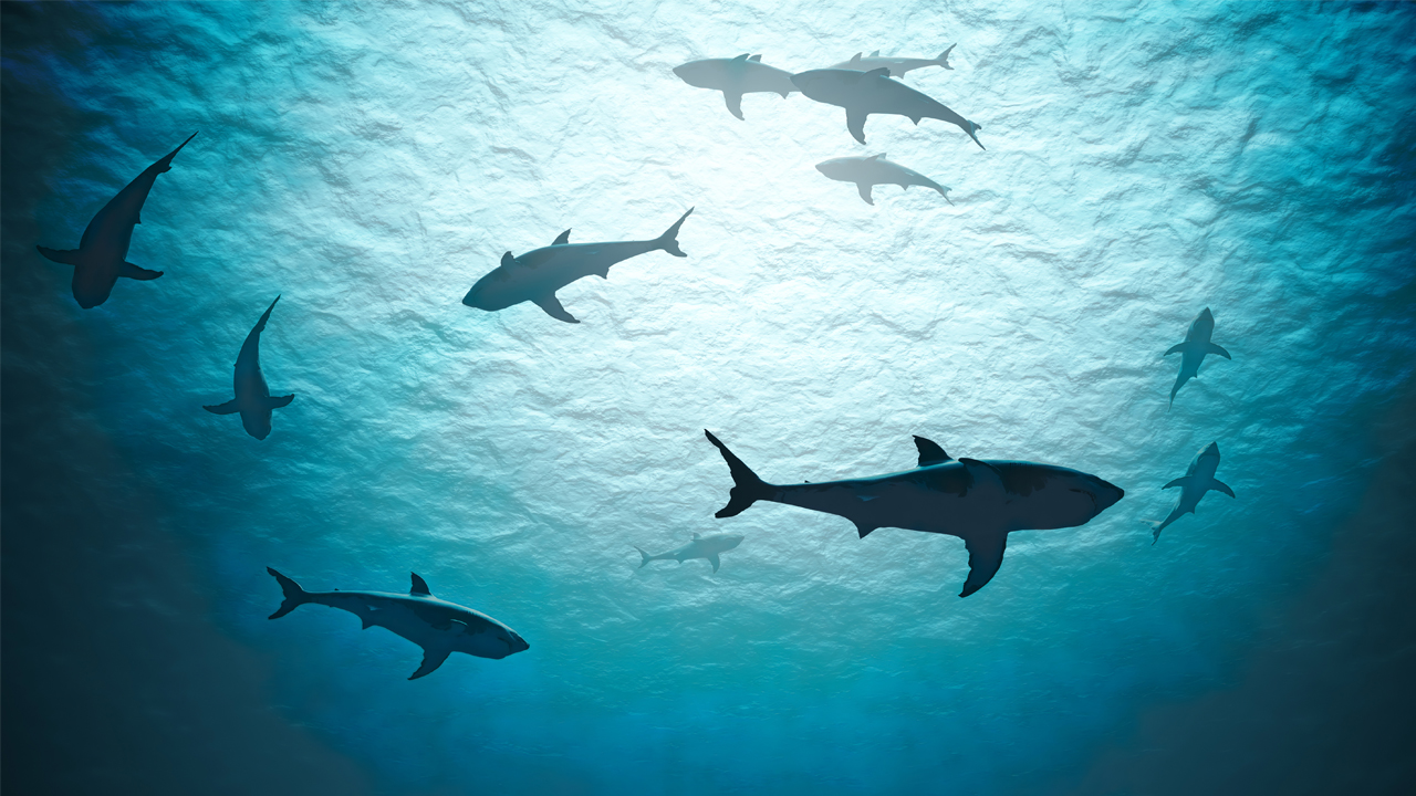 How to be a Shark: Lessons from Walter Bond